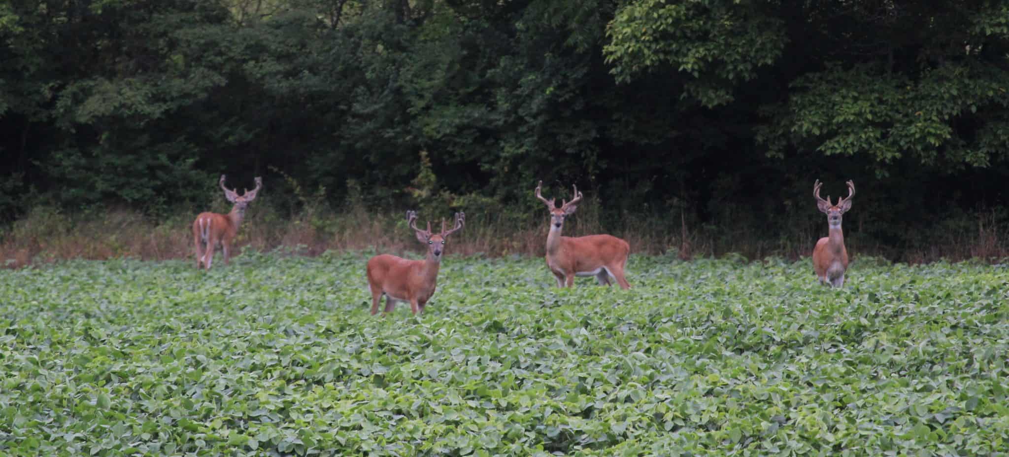 Where To Find Summer Bucks | Heartland Lodge