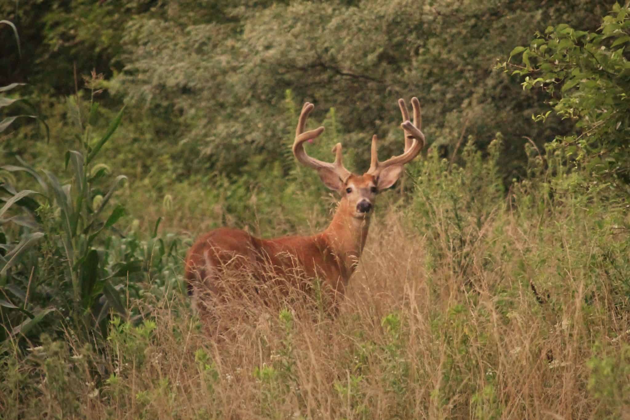 Where To Find Summer Bucks | Heartland Lodge