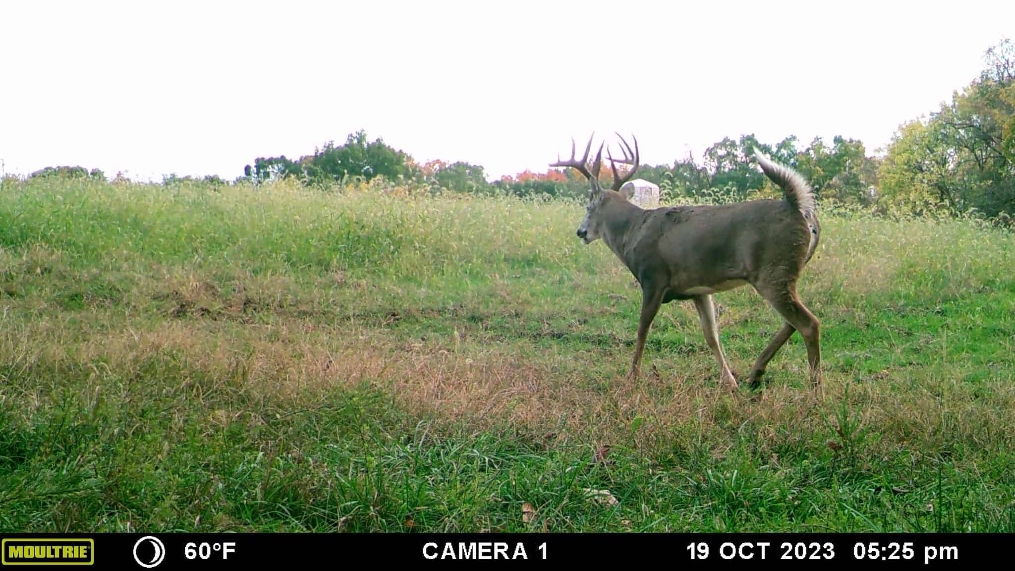 Trail Camera Tips & Tricks for Deer Hunting | Heartland Lodge
