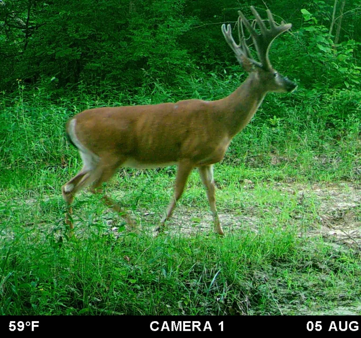 Where To Find Summer Bucks? | Heartland Lodge