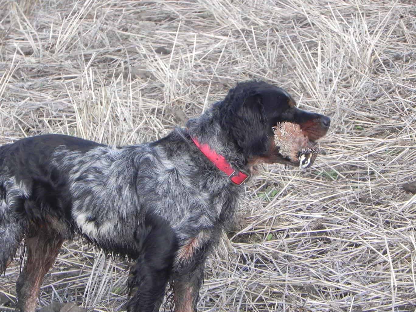 Basic Habitats Quail Need to Thrive | Heartland Lodge