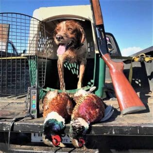 Best Shot Sizes & Loads for Pheasant & Quail Hunting | Heartland Lodge