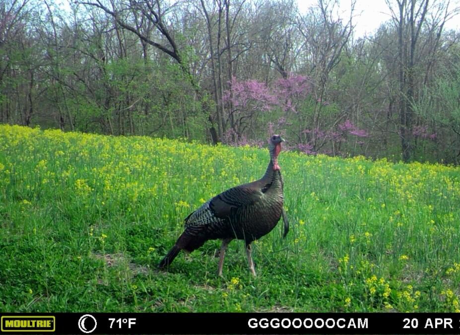 Trail Camera Placement For Turkeys | Heartland Lodge