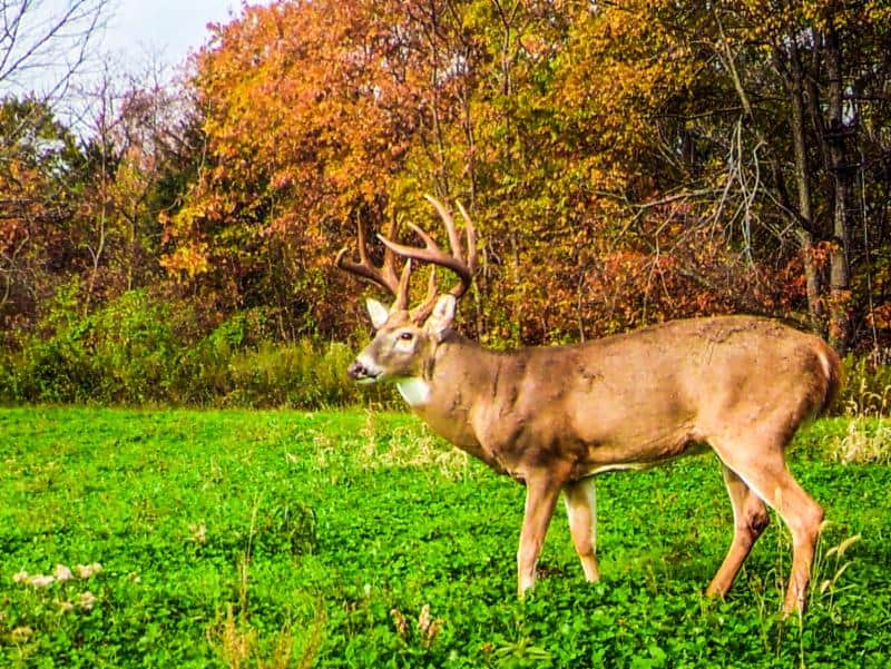 Pike County, IL Whitetail Hunts Season Dates/Rates | Heartland Lodge