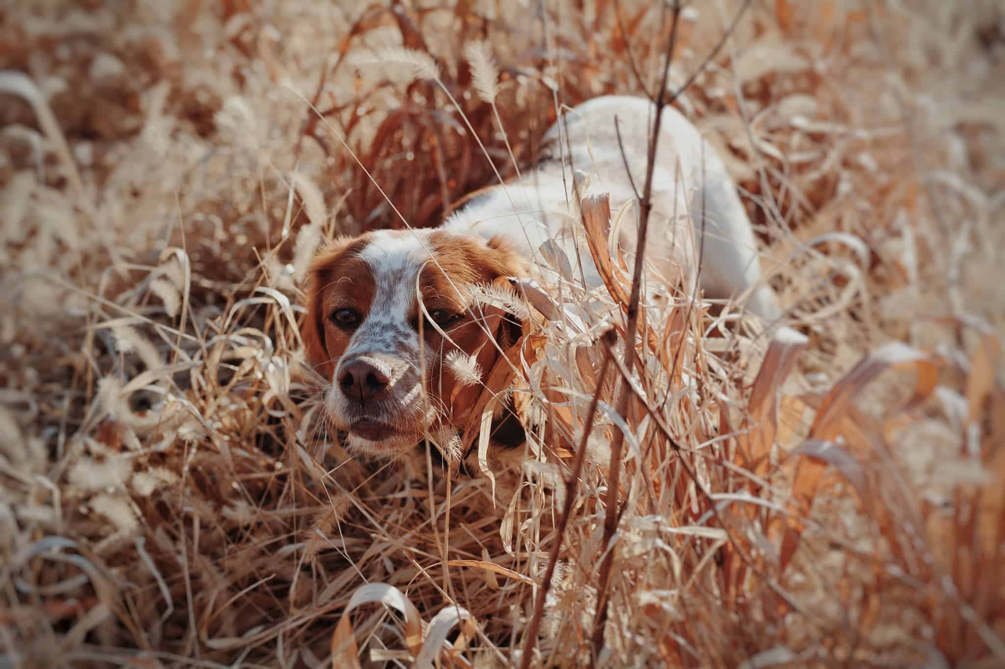 Illinois Quail Hunting Lodge: Wild Quail Hunts & Trips | Heartland Lodge