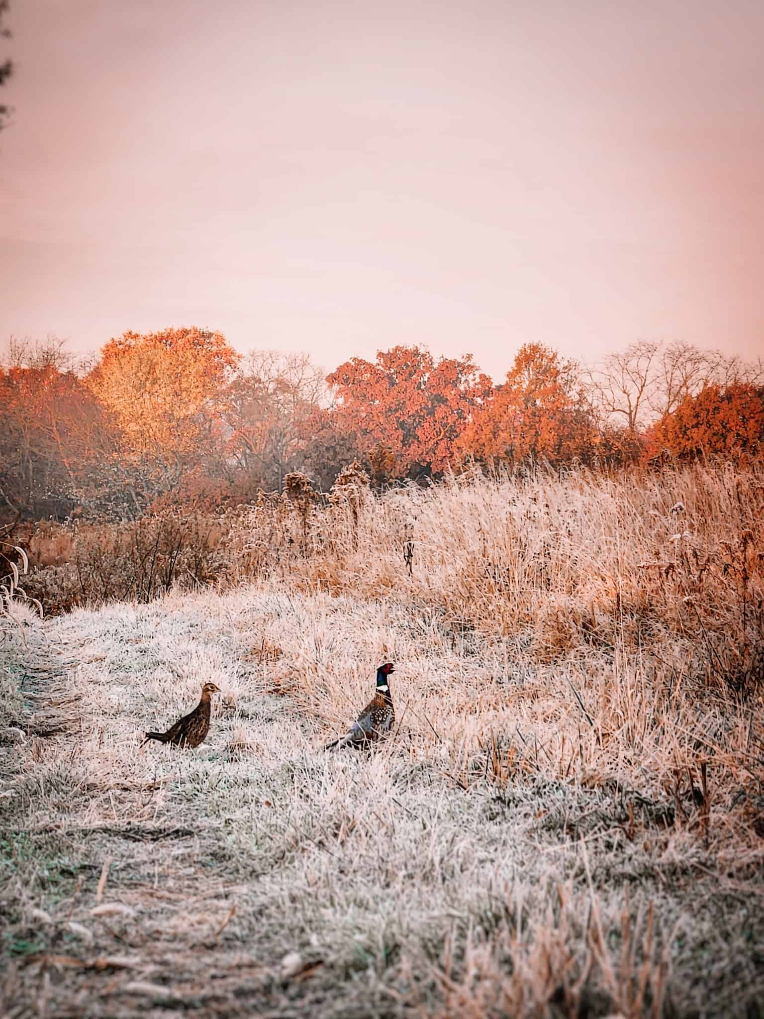All-Inclusive Pheasant Hunting Trip | Heartland Lodge
