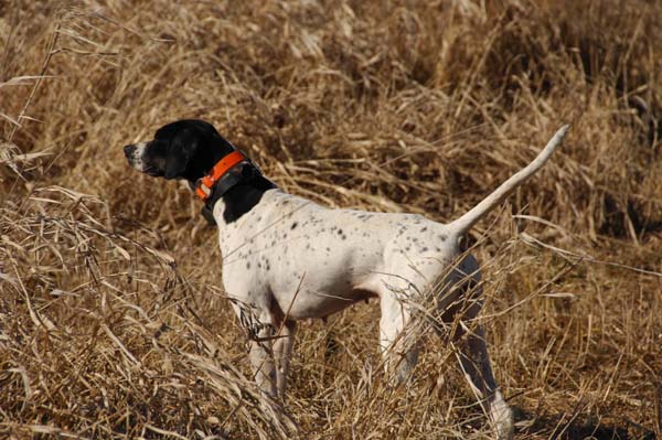 Pheasant and Quail Hunting Homecoming