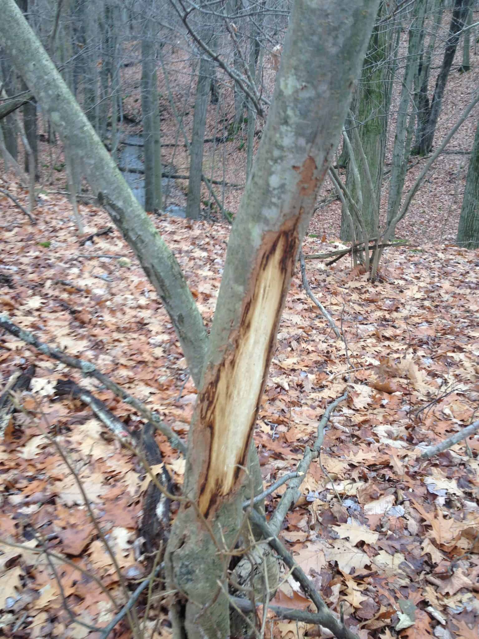 Deer Hunting with a Climber Tree Stand